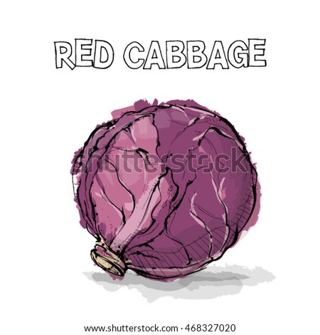 Hand Draw Red Cabbage Vector Illustration Stock Vector (Royalty Free ...