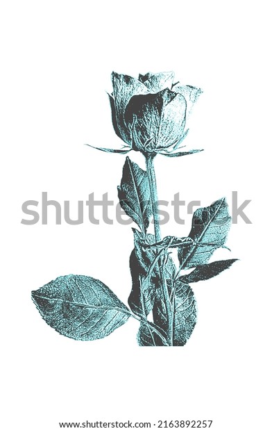 Hand Draw Rose Flower Retro Style Stock Vector (Royalty Free ...