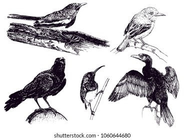 Hand Drawing Birds Vector Graphic Stock Vector (Royalty Free ...