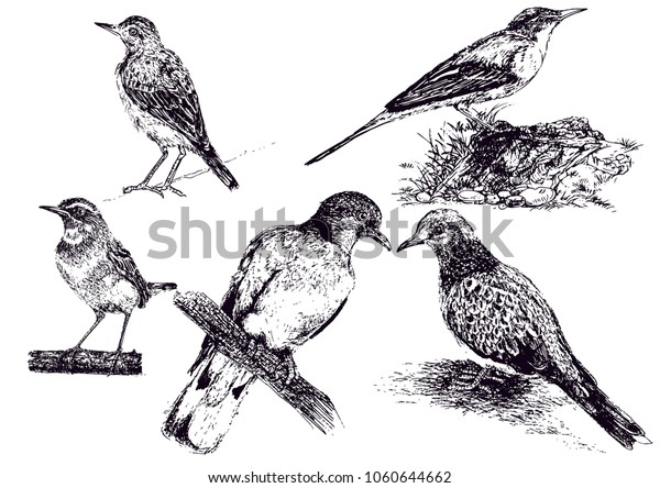 Hand Drawing Birds Vector Graphic Stock Vector (Royalty Free ...