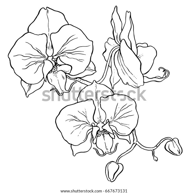 Hand Drawing Branch Orchid Vector Line Stock Vector (Royalty Free ...