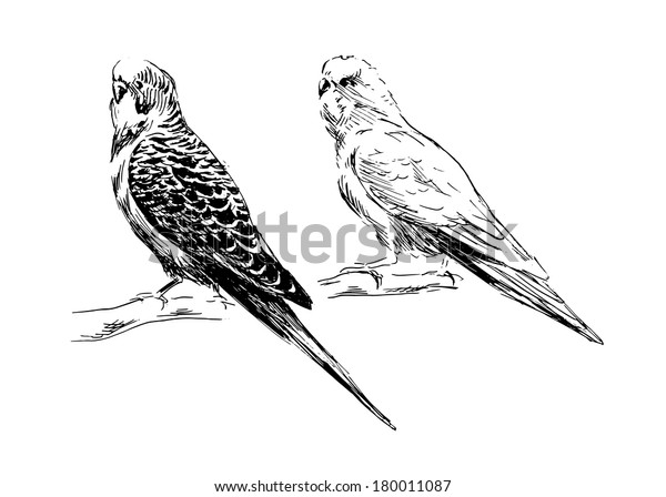 Hand Drawing Budgies Vector Illustration Stock Vector (Royalty Free ...