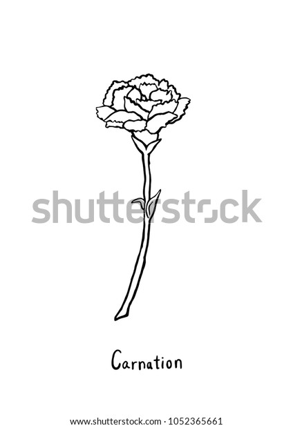 Hand Drawing Carnation Flowers Line Art Stock Vector (Royalty Free ...