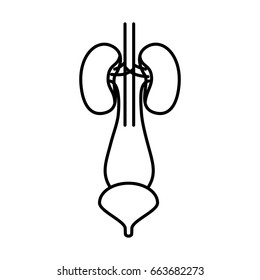 Hand Drawing Contour Renal System Urethra Stock Vector (Royalty Free ...