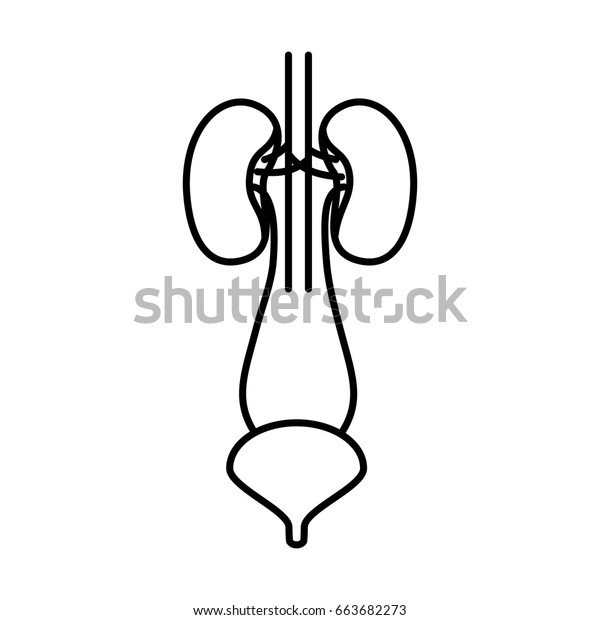 Hand Drawing Contour Renal System Urethra Stock Vector (Royalty Free ...