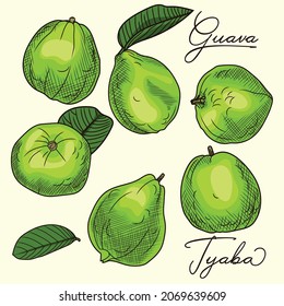 1,873 Guava leaf drawing Images, Stock Photos & Vectors | Shutterstock