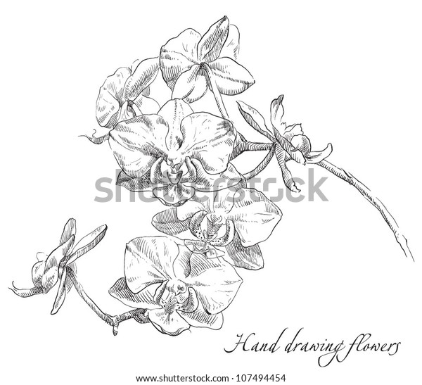 Hand Drawing Orchid Flower Stock Vector (Royalty Free) 107494454