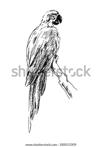 Hand Drawing Parrot Vector Illustration Stock Vector (Royalty Free ...