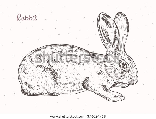 Hand Drawing Rabbit Stock Vector (Royalty Free) 376024768 | Shutterstock