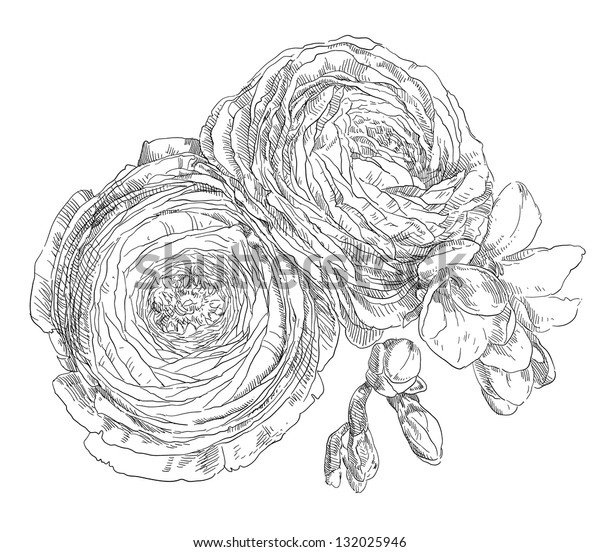 Hand Drawing Ranunculus Flower Blossom Stock Vector (Royalty Free ...