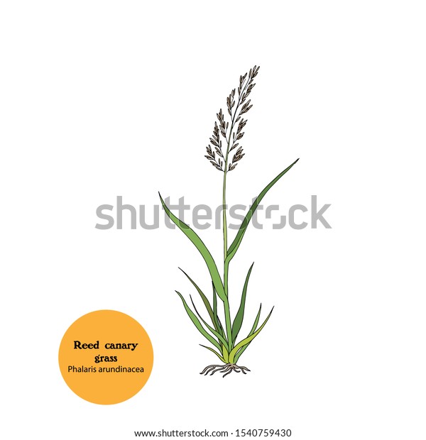 Hand Drawing Reed Canary Grass Phalaris Stock Vector (Royalty Free ...