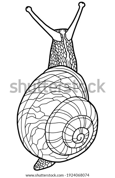 Hand Drawing Snail Coloring Page Original Stock Vector (Royalty Free ...