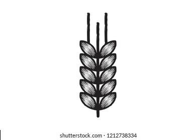 Hand Drawing Wheat Grain Corn Agriculture Stock Vector (Royalty Free ...