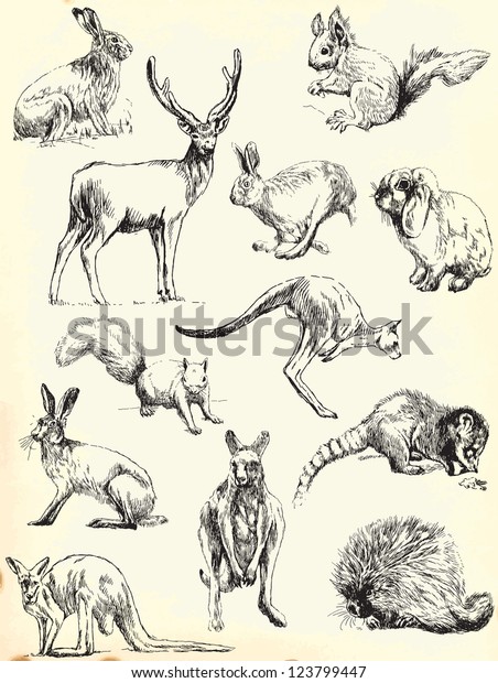 Hand Drawings Black Outlines Animals Vector Stock Vector (Royalty Free ...