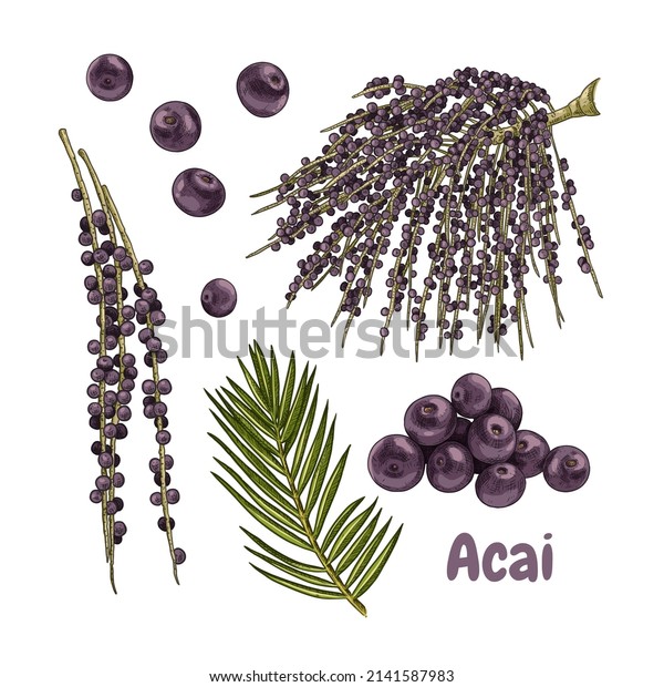 194 Acai Berry Tree Illustration Images, Stock Photos & Vectors ...