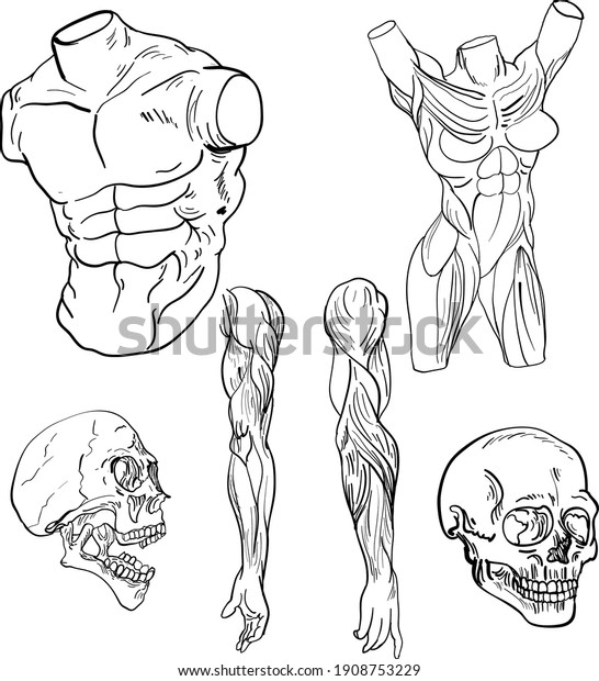 Hand Drawn Anatomy Muscle Human Stock Vector (Royalty Free) 1908753229 ...