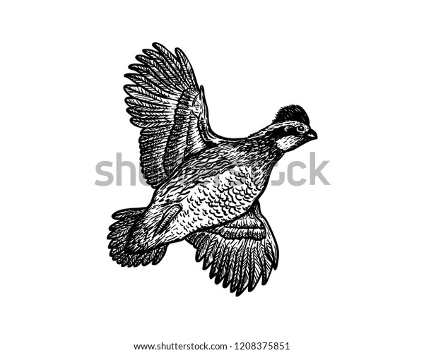 542 Quail Flying Images, Stock Photos & Vectors | Shutterstock