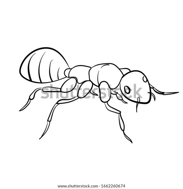Hand drawn ant .line drawing ant for coloring book. Doodle art. sketch ...