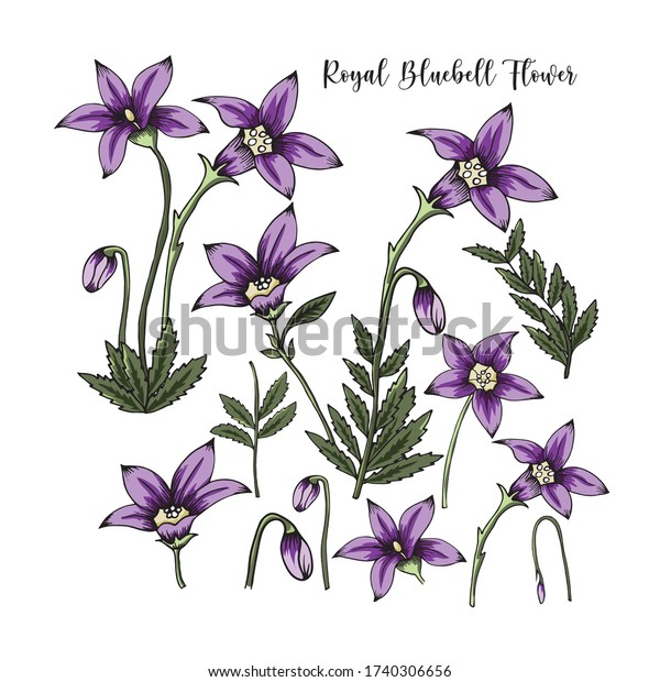 Hand Drawn Australia Native Flower Royal Stock Vector (Royalty Free ...