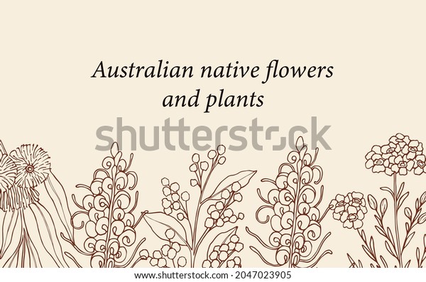 Hand Drawn Australian Native Flowers Background Stock Vector (Royalty ...