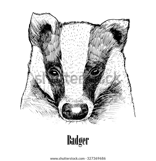 Hand Drawn Badger Painted Head Sad Stock Vector (Royalty Free ...