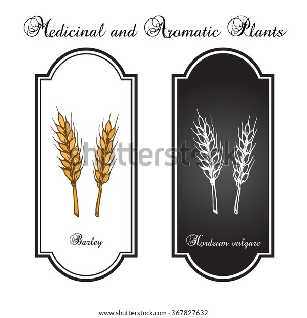 Hand Drawn Barley Ears Sketch Vector: เวกเตอร์สต็อก (ปลอดค่าลิขสิทธิ์ ...