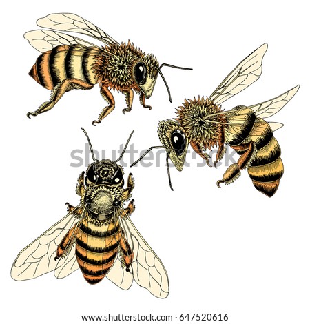 Hand Drawn Bees Sketch Set Honey Stock Vector (Royalty Free) 647520616 ...