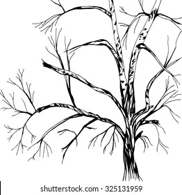 Hand Drawn Birch Tree Sketch Isolated Stock Vector (Royalty Free ...