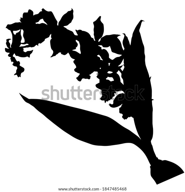 Hand Drawn Black Vector Silhouette Orchid Stock Vector Royalty Free