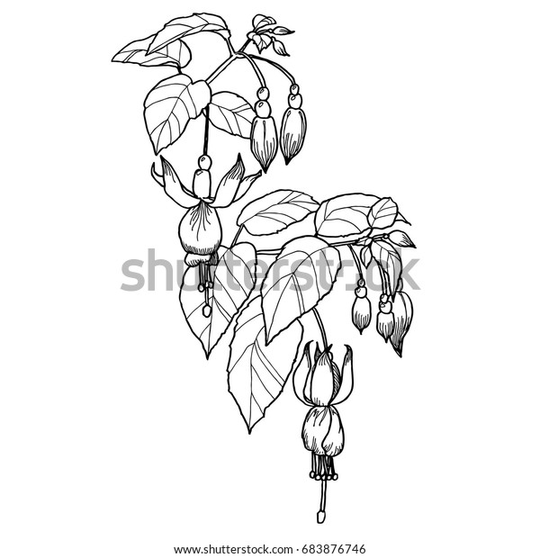 Hand Drawn Black White Outline Fuchsia Stock Vector (Royalty Free ...
