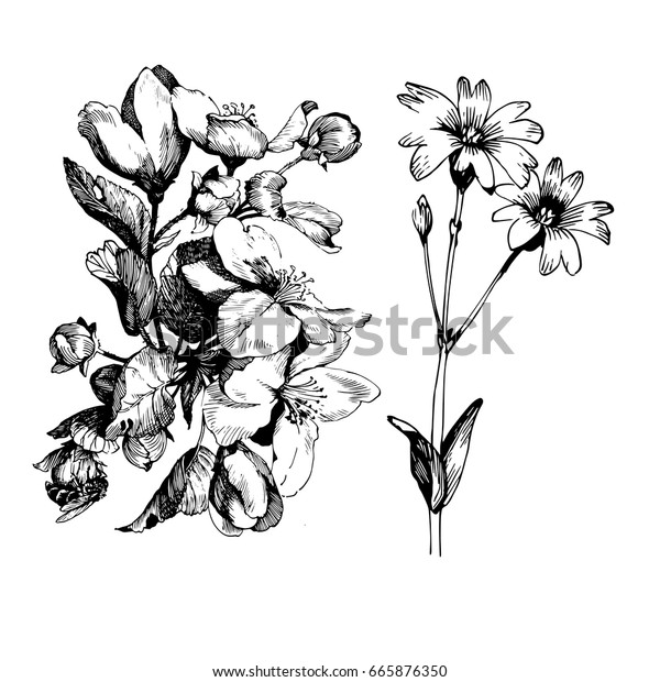 Hand Drawn Botanical Art Isolated On Stock Vector (Royalty Free ...