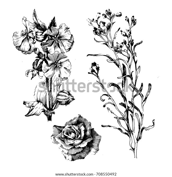 Hand Drawn Botanical Art Isolated On Stock Vector (Royalty Free ...