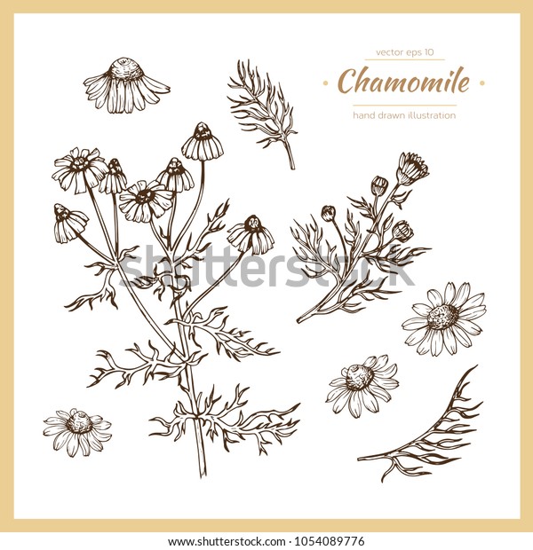 Hand Drawn Botanical Illustration Chamomile Vintage Stock Vector ...