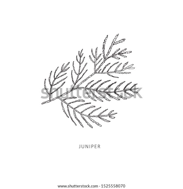 Hand Drawn Branch Juniper Plant Line Stock Vector (Royalty Free ...