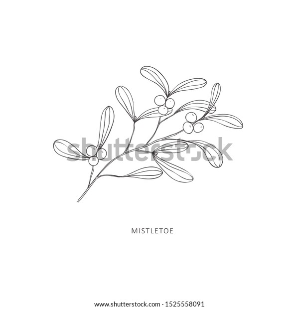 Hand Drawn Branch Mistletoe Plant Line Stock Vector (Royalty Free ...