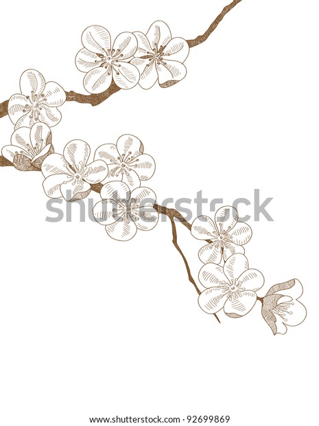 Hand Drawn Branch Plums Blossom Isolated Stock Vector (Royalty Free ...