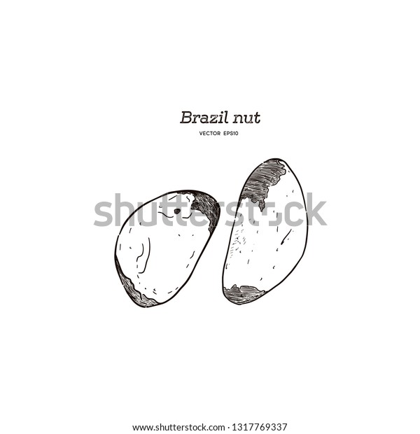 Hand Drawn Brazil Nuts Set Vector Stock Vector (Royalty Free ...