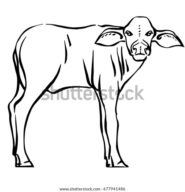Hand Drawn Buffalo Calf Linear Drawing Stock Vector (Royalty Free ...