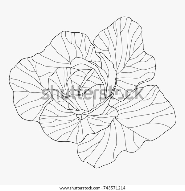 Hand Drawn Cabbage Line Art Garden Stock Vector (Royalty Free ...