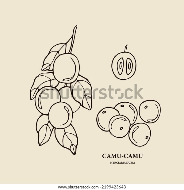 Hand Drawn Camucamu Tree Illustration Stock Vector (Royalty Free ...