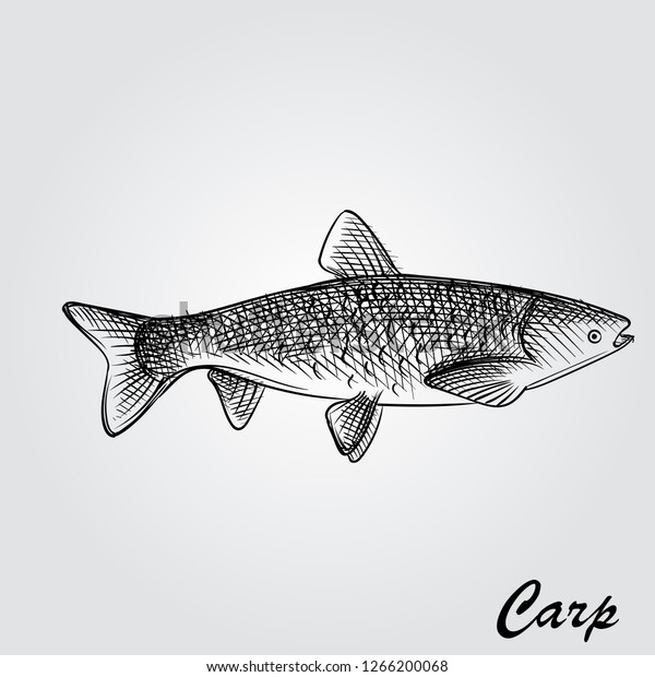 Hand Drawn Carp Sketch Symbol Isolated Stock Vector (Royalty Free ...