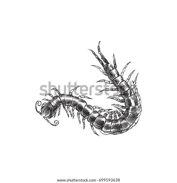 Hand Drawn Centipede Sketch Symbol Vector เวกเตอร์สต็อก (ปลอดค่า ...