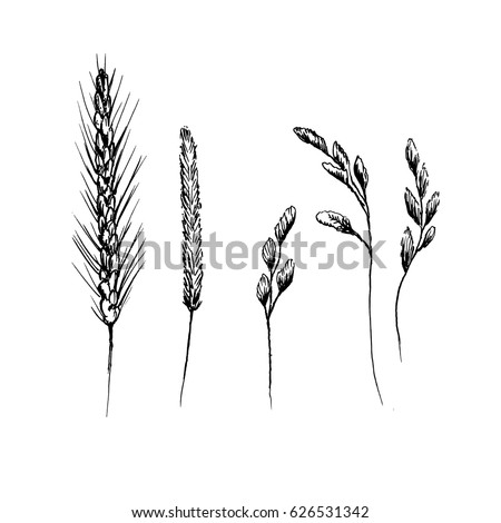 Hand Drawn Cereal Crops Sketch Vector Stock Vector (Royalty Free ...