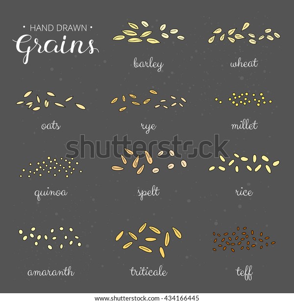 Vector de stock (libre de regalías) sobre Hand Drawn Cereal Grains ...