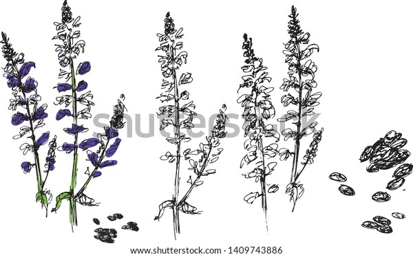 Hand Drawn Chia Plant Vector Illustration Stock Vector (Royalty Free ...
