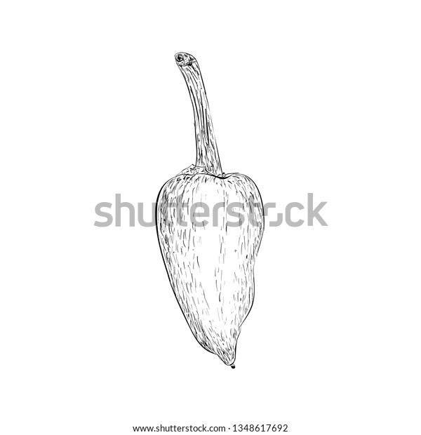 Hand Drawn Chilli Illustration Vector Stock Vector (Royalty Free ...