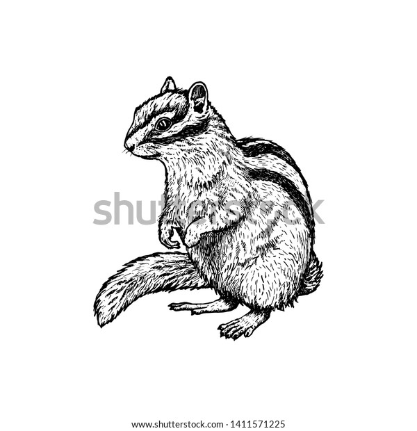Hand Drawn Chipmunk Retro Realistic Isolated Stock Vector (Royalty Free ...
