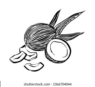 Hand Drawn Coconut Outline Vector Coco Stock Vector (Royalty Free ...