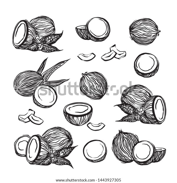 Hand Drawn Coconuts Outline Sketch Set: vetor stock (livre de direitos ...