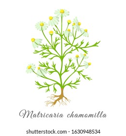 Matricaria Stock Vectors, Images & Vector Art | Shutterstock